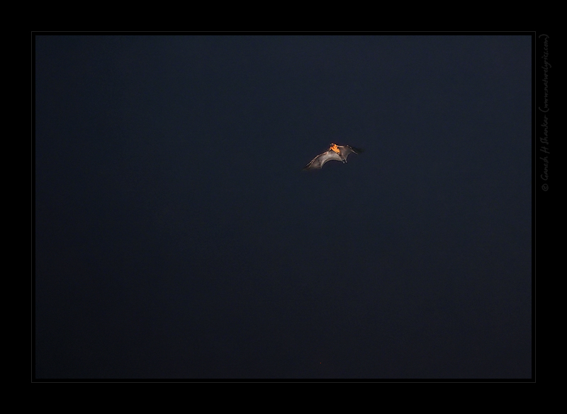 Bat at Night | Fine Art Nature Photography | Creative and Artistic | Fauna