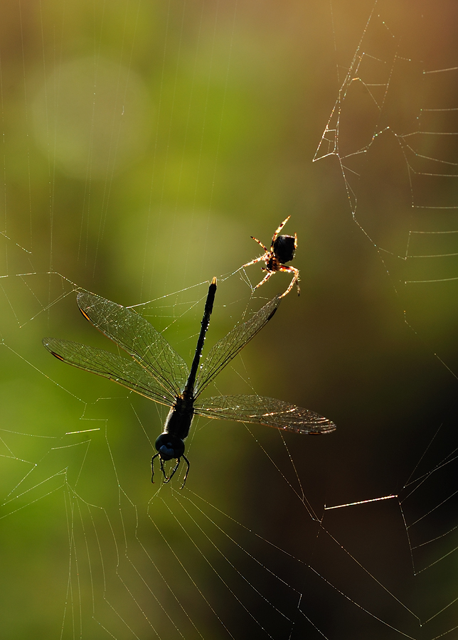 Dragonfly and Spider | Struggle for Survival | Nature Photography